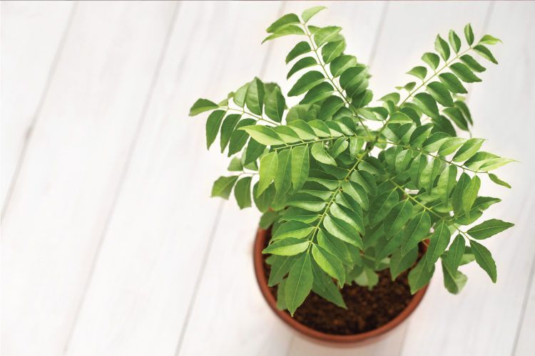 Expert Advice: 9 Indian Herbs Kitchen Options & How to Grow Them