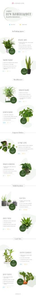 10 Low Maintenance Office Plants For Indian Work Spaces
