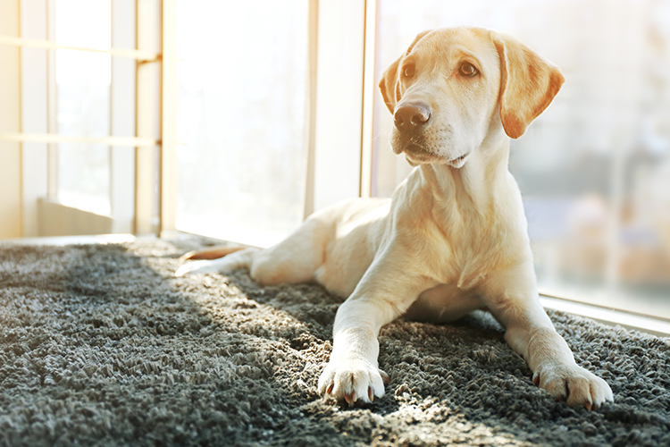 9 Ways To Pet Proof Your Home For Your Furry Buddies