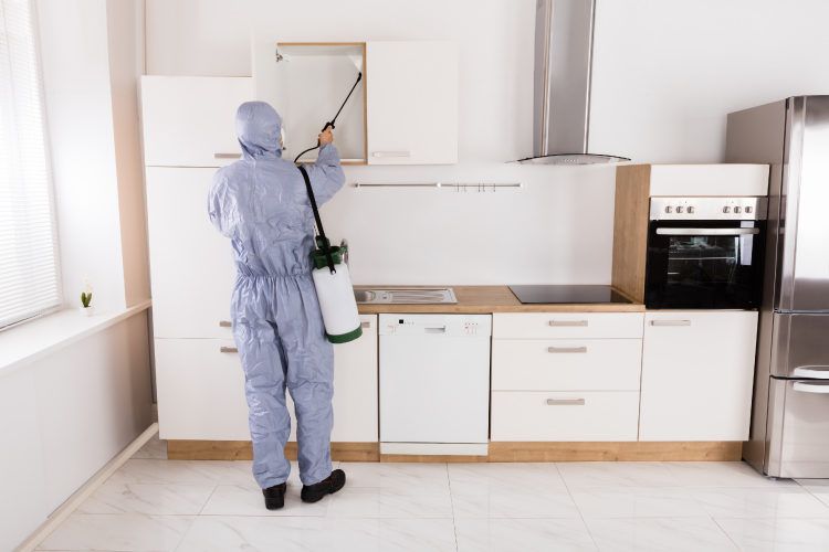 8 Tips That Will Ensure You Have a Termite-Free Kitchen