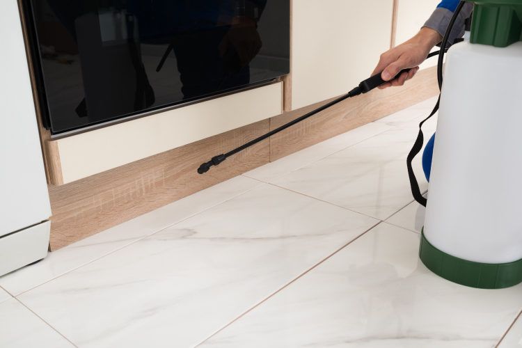 8 Tips That Will Ensure You Have a Termite-Free Kitchen