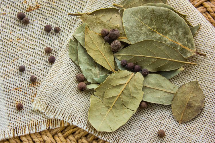 6 Tips: How to Get Rid of Cockroaches From Your Home Remedies