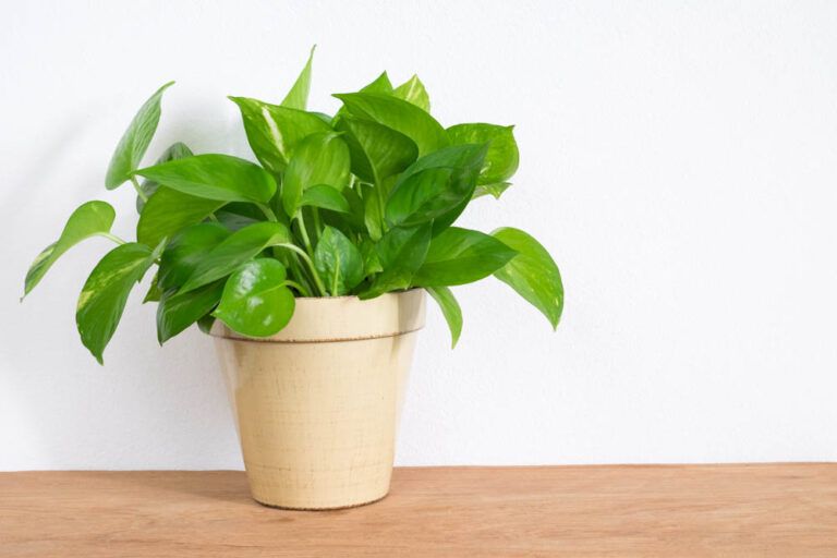 13 of the Best Indoor Plants for Your Home That Survive Neglect
