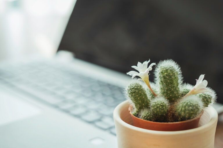 Office Desk Plants | Top 5 Plants That Will Make You Want to Work