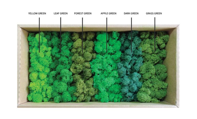 Moss Frame: 5 Reasons Why You Should Opt for Moss